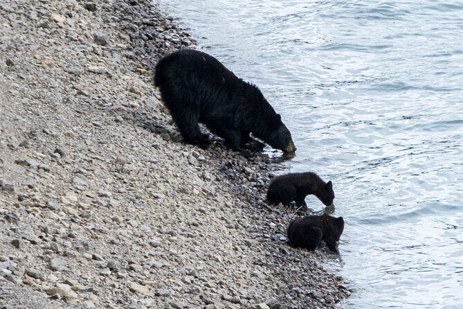 Jasper Evening Wildlife Tour - Value and Price
