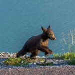 Jasper National Park: Evening or Morning Wildlife Watch Tour - Who This Tour Is Perfect For
