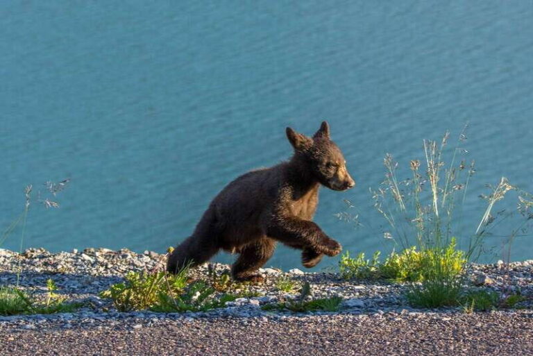 Jasper National Park: Evening or Morning Wildlife Watch Tour - Who This Tour Is Perfect For