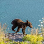 Jasper: Wildlife and Waterfalls Tour with Lakeshore Hike - What to Expect on This Tour