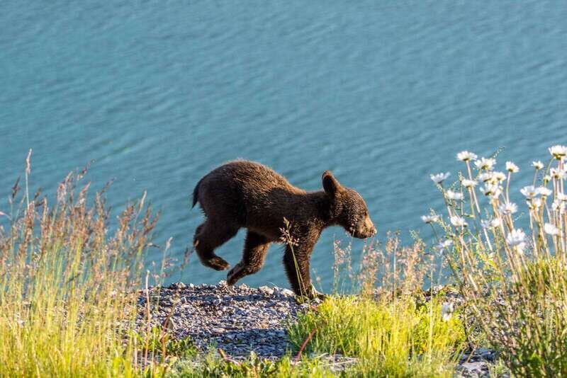 Jasper: Wildlife and Waterfalls Tour with Lakeshore Hike - What to Expect on This Tour