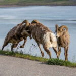 Jasper: Wildlife and Waterfalls Tour with Maligne Cruise - FAQ