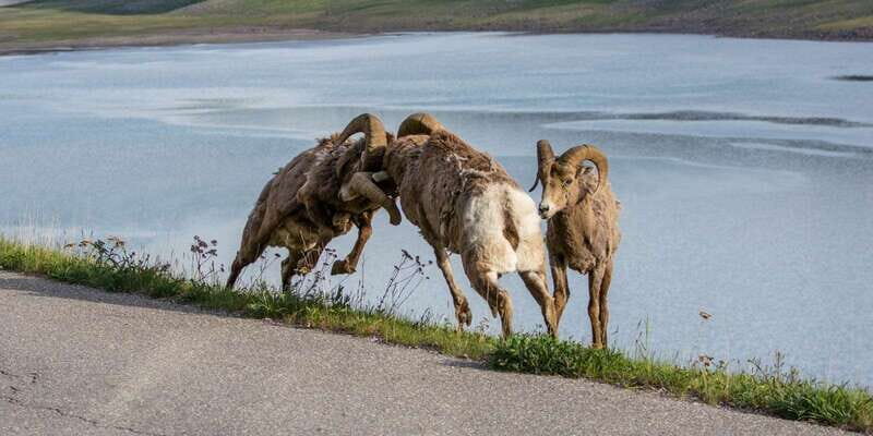 Jasper: Wildlife and Waterfalls Tour with Maligne Cruise - FAQ