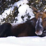 Jasper: Winter Wildlife Bus Tour in Jasper National Park - Why This Tour Works Well