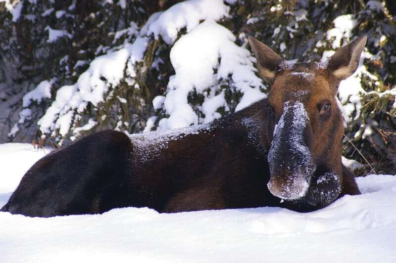 Jasper: Winter Wildlife Bus Tour in Jasper National Park - Why This Tour Works Well