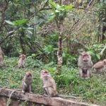 Java Classic Overland Tour - What Travelers Say About This Tour