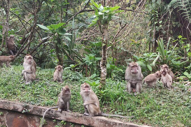 Java Classic Overland Tour - What Travelers Say About This Tour