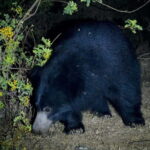 Jawai Leopard Safari 4x4 Gypsy Adventure with Guide - What to Expect During Your Drive
