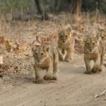 Jeep Safari: A Skip the line access to Devalia Safari Park India - The Value Proposition