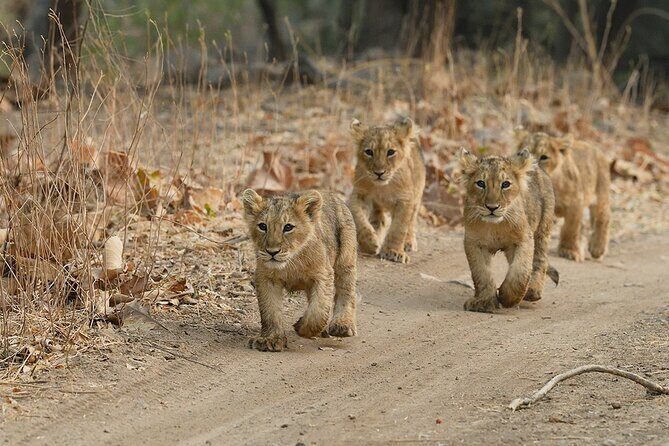 Jeep Safari: A Skip the line access to Devalia Safari Park India - The Value Proposition