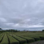 Jeju: Cherry Blossom South & West Day Tour with Hotel Pickup - Why This Tour Offers Good Value