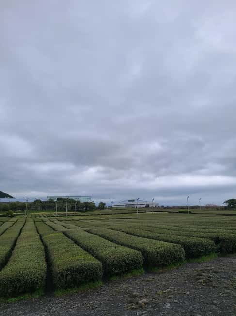 Jeju: Cherry Blossom South & West Day Tour with Hotel Pickup - Why This Tour Offers Good Value