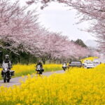 Jeju East: Cherry Blossom Early Bird Tour with Hotel Pickup - Who Will Love This Tour?