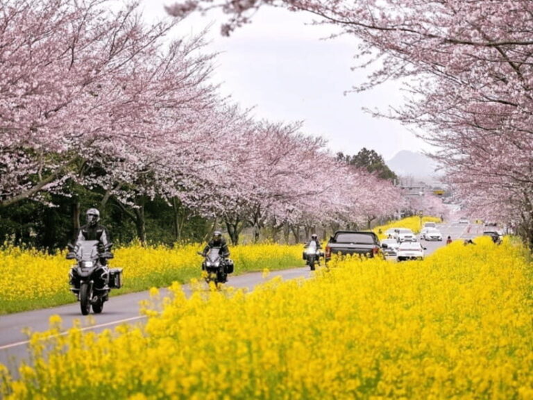 Jeju East: Cherry Blossom Early Bird Tour with Hotel Pickup - Who Will Love This Tour?