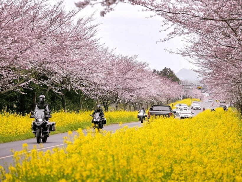 Jeju East: Cherry Blossom Early Bird Tour with Hotel Pickup - Who Will Love This Tour?