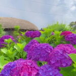 Jeju Hydragea Festival Tour : EAST Route - The Itinerary in Detail: What to Expect