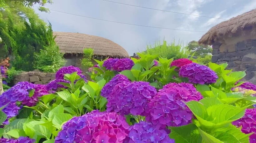 Jeju Hydragea Festival Tour : EAST Route - The Itinerary in Detail: What to Expect