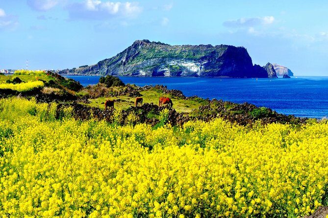 Jeju Premium Small Group UNESCO Day Tour - East Course - The Highlights: What You’ll See and Do