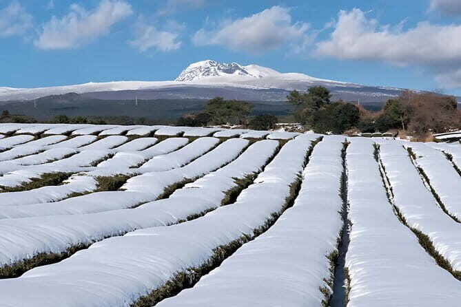 Jeju West South Winter Tour Snow, Camellia, Mandarin Picking - The Blooming Camellias at Camellia Hill