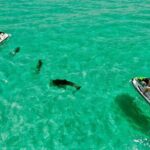 Jet Ski Dolphin Tour from Gilligans Watersports - The Itinerary – A Closer Look