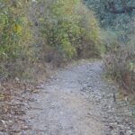 Jharipani Waterfall and Picnic Half day Hike - Who Should Consider This Tour?