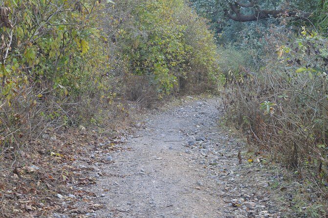 Jharipani Waterfall and Picnic Half day Hike - Who Should Consider This Tour?