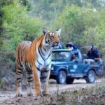 Jim Corbett Jeep Safari - Wildlife Adventure in National Park - The Itinerary - What to Expect