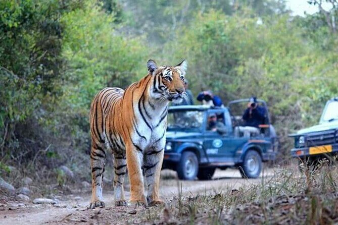 Jim Corbett Jeep Safari - Wildlife Adventure in National Park - The Itinerary - What to Expect