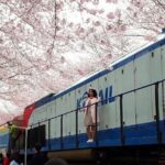 Jinhae Cherry Blossom + Busan Sunrise from Seoul - The Experience of the Stops