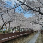 Jinhae Cherry Blossom Day trip from Busan - A Spring Adventure! - The Itinerary in Detail: What You’ll See and Do