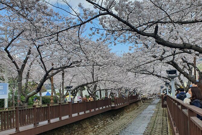 Jinhae Cherry Blossom Day trip from Busan - A Spring Adventure! - The Itinerary in Detail: What You’ll See and Do