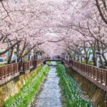 Jinhae Cherry Blossom-Yeojwacheon & Gyeonghwa St. Tour from Seoul - Group Size and Staff