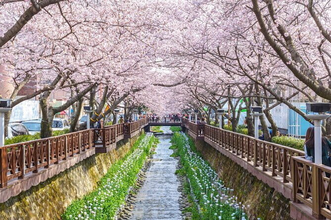 Jinhae Cherry Blossom-Yeojwacheon & Gyeonghwa St. Tour from Seoul - Group Size and Staff