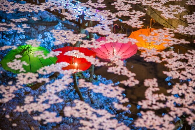 Jinhae Gunhangje Night Tour - Transportation and Practicalities
