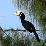 Johor: Desaru Coast Birdwatching Tour - Who is This Tour Best For?
