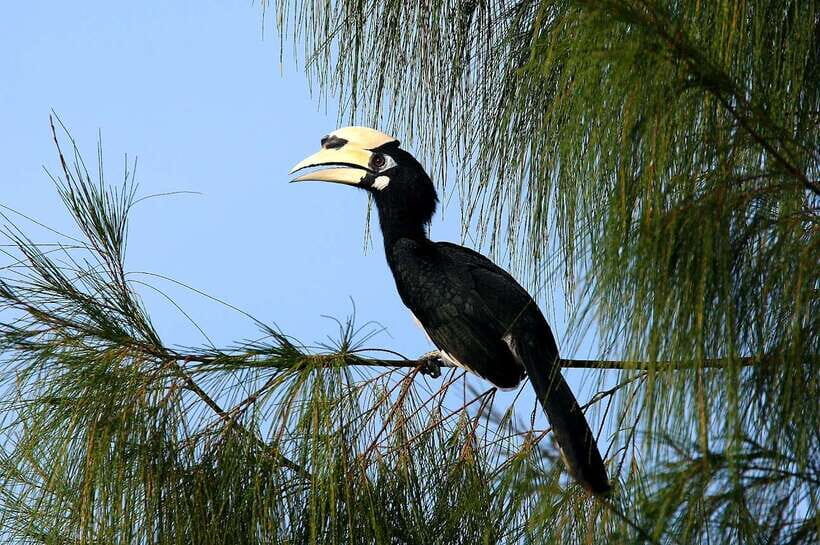 Johor: Desaru Coast Birdwatching Tour - Who is This Tour Best For?