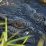 Jumping Crocodile Cruise from Darwin Half-Day Scenic Trip - The Sum Up: Who Should Consider This Tour?