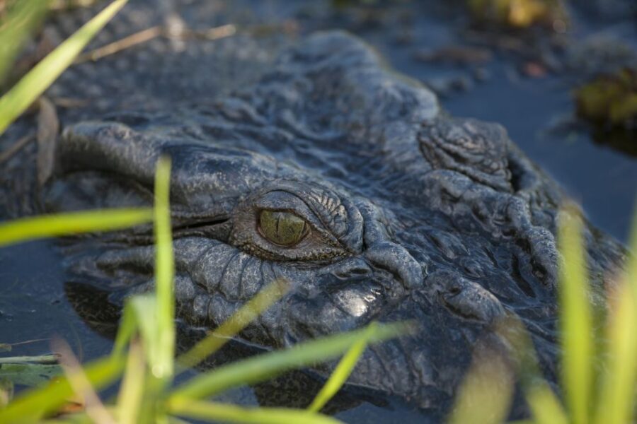 Jumping Crocodile Cruise from Darwin Half-Day Scenic Trip - The Sum Up: Who Should Consider This Tour?
