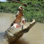 Jumping Crocodile Cruise with lunch - Analyzing the Price and Overall Value
