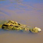 Jumping Crocs & Nature Adventure Cruise from Darwin - What to Expect from the Crocodile Cruise
