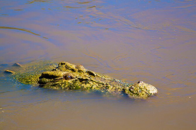 Jumping Crocs & Nature Adventure Cruise from Darwin - What to Expect from the Crocodile Cruise