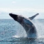 Juneau Whale Watch Adventure - Frequently Asked Questions