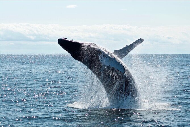 Juneau Whale Watch Adventure - Frequently Asked Questions