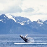 Juneau: Whale Watching and Mendenhall Glacier Day Trip - Who Will Love This Tour?