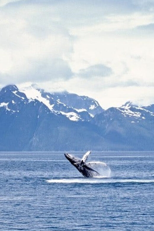Juneau: Whale Watching and Mendenhall Glacier Day Trip - Who Will Love This Tour?