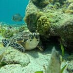 Jungle excursion EN Cancun (NO taxes included) - Who should consider this tour?