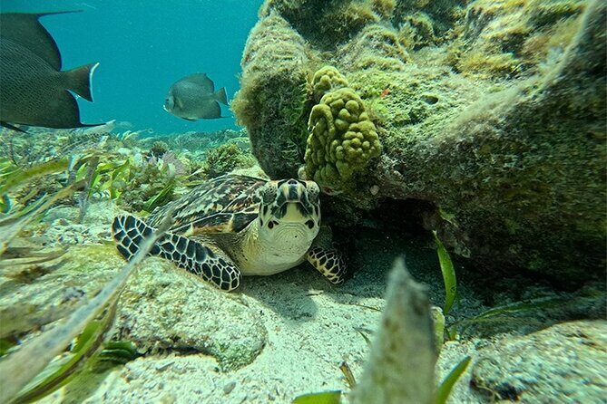 Jungle excursion EN Cancun (NO taxes included) - Who should consider this tour?