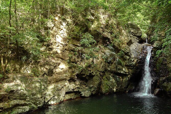 Jungle River Trek: private tour in Yanbaru, north Okinawa - What Do Reviewers Say?