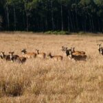 Jungle safari near Rishikesh inside Rajaji National Park - Is This Tour Worth the Price?