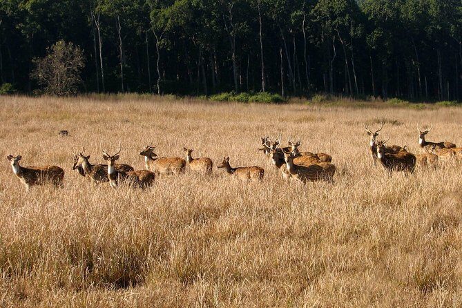 Jungle safari near Rishikesh inside Rajaji National Park - Is This Tour Worth the Price?